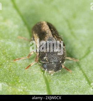 Death-watch Beetles (Ptilinus) Insecta Stock Photo - Alamy