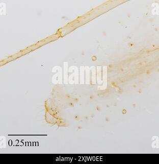 Pine Needle Aphids (Eulachnus) Insecta Stock Photo - Alamy
