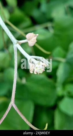 graybark grape (Vitis cinerea) Plantae Stock Photo - Alamy