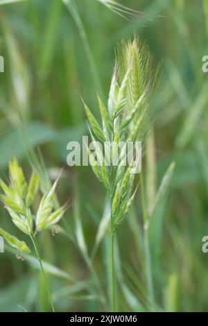 common soft brome (Bromus hordeaceus) Plantae Stock Photo - Alamy