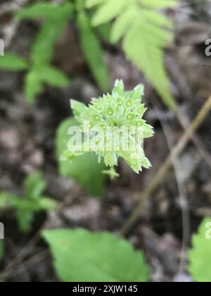 green adder's-mouth (Malaxis unifolia) Plantae Stock Photo - Alamy
