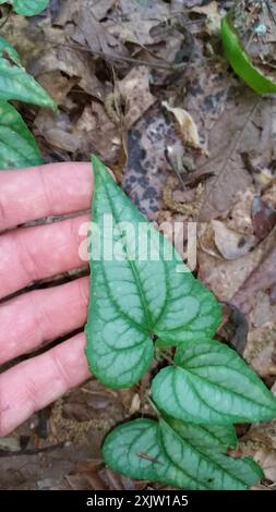 Halberd-leaved violet (Viola hastata) Plantae Stock Photo - Alamy