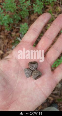 sand post oak (Quercus margaretiae) Plantae Stock Photo - Alamy