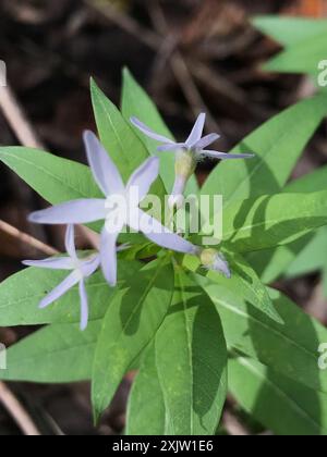 eastern bluestar (Amsonia tabernaemontana) Plantae Stock Photo - Alamy