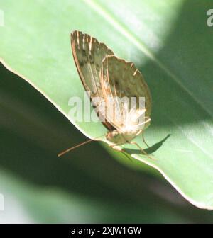 Rustic (Cupha erymanthis) Insecta Stock Photo - Alamy