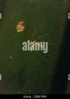 Band-winged Crane Fly (Epiphragma fasciapenne) Insecta Stock Photo - Alamy