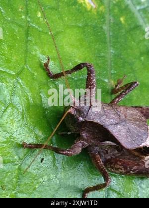 Protean Shieldback (Atlanticus testaceus) Insecta Stock Photo - Alamy