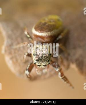 (Sassacus vitis) Arachnida Stock Photo - Alamy