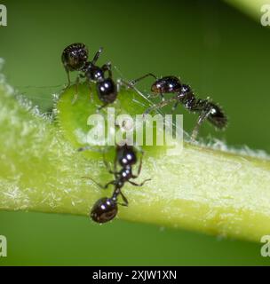 Common Trailing Ant (Monomorium minimum) Insecta Stock Photo - Alamy
