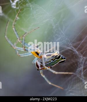 Basilica Orbweaver (Mecynogea lemniscata), Arachnida, Silver Spring, MD ...