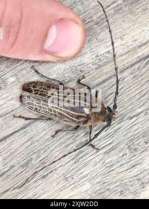 Huhu (Prionoplus reticularis) Insecta Stock Photo - Alamy