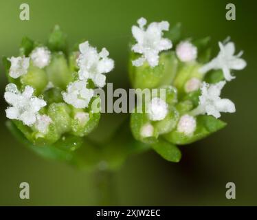 beaked cornsalad (Valerianella radiata Stock Photo - Alamy