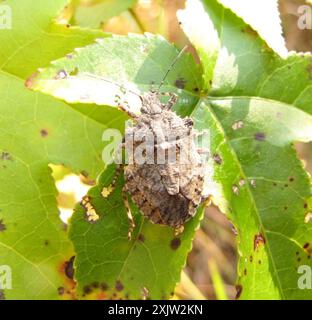 (Brochymena arborea) Insecta Stock Photo - Alamy