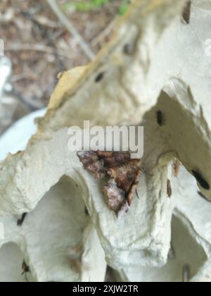 Pero Moths (Pero) Insecta Stock Photo - Alamy