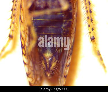 Sharp-nosed Leafhopper (Scaphytopius acutus), Insecta, Val Marie No. 17 ...