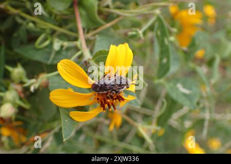 California Digger-cuckoo Bee (Brachymelecta californica) Insecta Stock ...