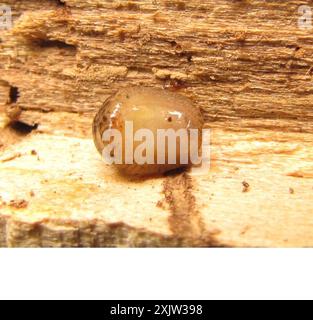 Mantleslugs (Philomycidae) Mollusca Stock Photo - Alamy
