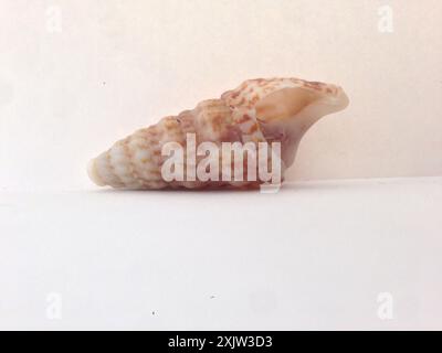 Horn Shell (Cerithium vulgatum) Mollusca Stock Photo - Alamy