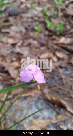 Grassleaf Roseling (Callisia graminea) Plantae Stock Photo - Alamy