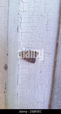 Slowpoke Moth (Athetis tarda) Insecta Stock Photo - Alamy