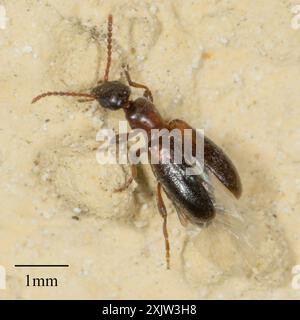 (Omonadus formicarius) Insecta Stock Photo - Alamy