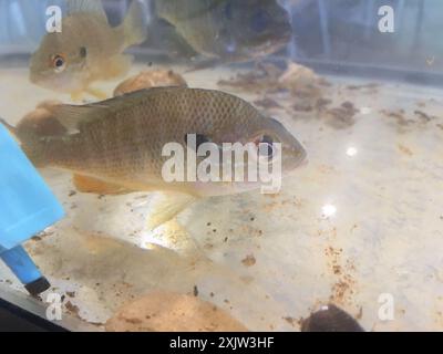 Longear Sunfish Complex (Lepomis megalotis) Actinopterygii Stock Photo ...