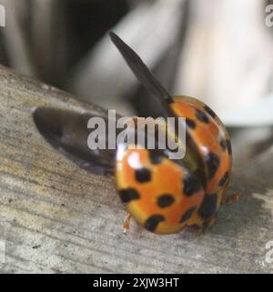 Giant Bamboo Ladybird (Synonycha grandis) Insecta Stock Photo - Alamy