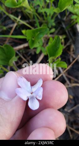 Labrador violet (Viola labradorica) Plantae Stock Photo - Alamy