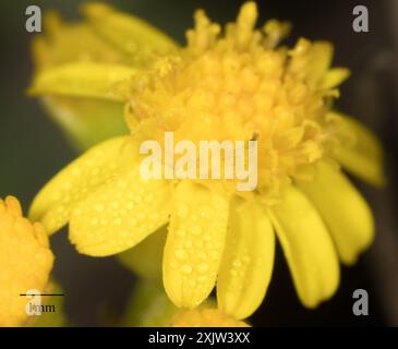fireweed groundsel (Senecio linearifolius), Plantae, Olivers Road ...