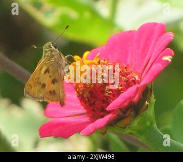 Whirlabout (Polites vibex) Insecta Stock Photo - Alamy