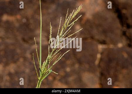 Mucronate Sprangletop (Leptochloa panicea) Plantae Stock Photo - Alamy