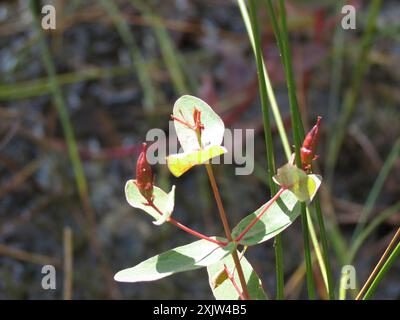 Virginia marsh St. John's-wort (Hypericum virginicum) Plantae Stock ...