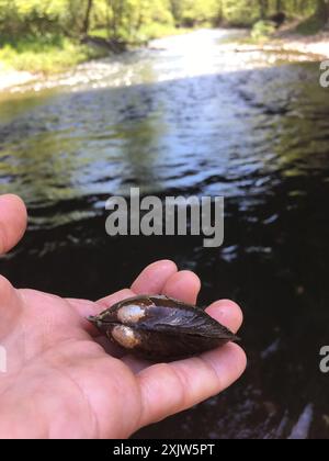 Giant Floater (Pyganodon grandis) Mollusca Stock Photo - Alamy