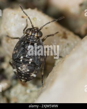 Shore bugs (Saldidae Stock Photo - Alamy