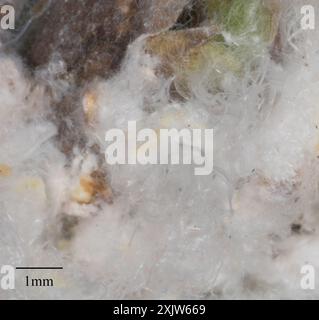 Curtain Fig Psyllid (Macrohomotoma gladiatum) Insecta Stock Photo - Alamy