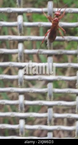 Golden Hunting Wasp (Sphictostethus nitidus) Insecta Stock Photo - Alamy