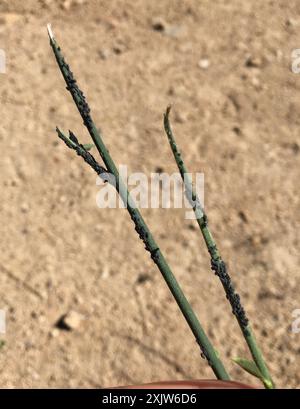 Laburnum aphid (Aphis cytisorum) Insecta Stock Photo - Alamy