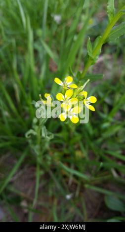 Spreading Wallflower (Erysimum repandum) Plantae Stock Photo - Alamy