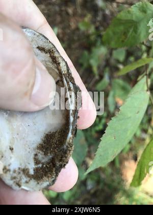 Eastern Elliptio (Elliptio complanata) Mollusca Stock Photo - Alamy
