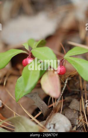Eastern Teaberry (Gaultheria procumbens) Plantae Stock Photo - Alamy