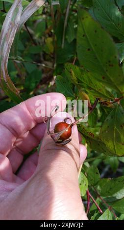 swamp rose (Rosa palustris) Plantae Stock Photo - Alamy