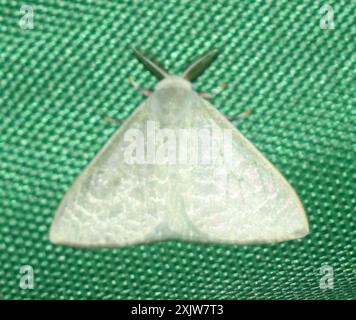 (Arctornis), Insecta, 中国江西省上饶市婺源县 Stock Photo - Alamy