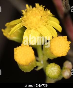 fireweed groundsel (Senecio linearifolius), Plantae, Sensation Gorge ...