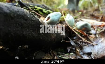 Blue Pouch Fungus (Clavogaster virescens) Fungi Stock Photo - Alamy