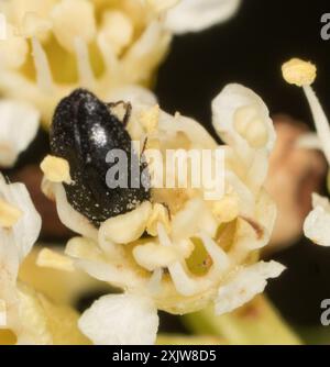 Skin Beetles (Dermestidae) Insecta Stock Photo - Alamy
