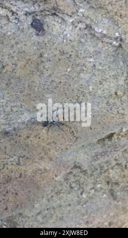 Golden Tailed Spiny Ant (Polyrhachis sp) Mityana Forest, Uganda Stock ...