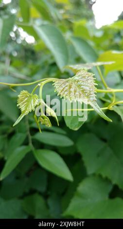 Vitis vulpina L Vitis vulpina L Stock Photo - Alamy