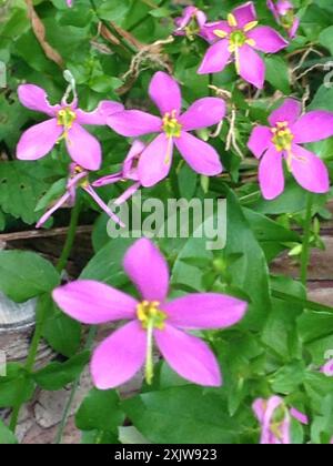 rose gentians (Sabatia) Plantae Stock Photo - Alamy