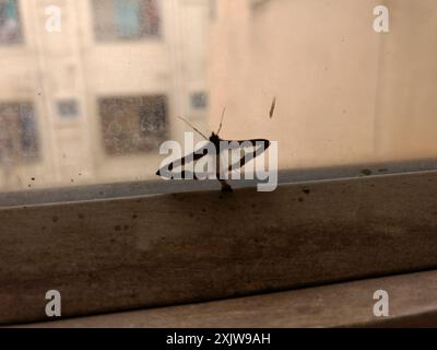 Cucumber Moth (Diaphania indica) Insecta Stock Photo - Alamy