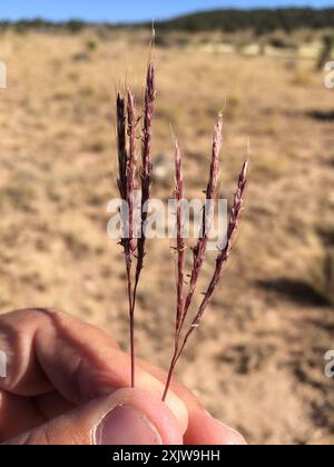 King Ranch bluestem (Bothriochloa ischaemum) Plantae Stock Photo - Alamy